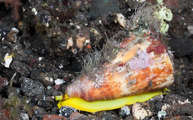 Aussie Man Left Convulsing In Pain From Venomous Snail Because 'STRAYA ...