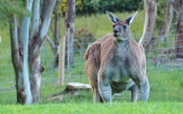 Reddit's Going Completely Bonza For This Inhumanly Swole Kangaroo ...