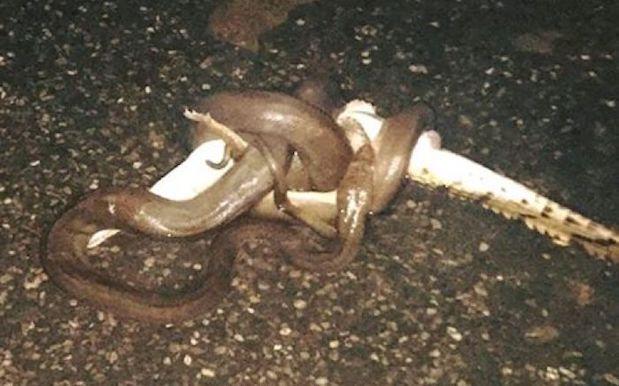 This Croc Wrestling A 3-Metre Snake Is About As Bloody Aussie As it ...