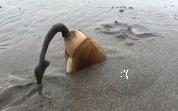 WATCH: This Revolting Video Of A Digging Clam Is Proof That Nature Is ...