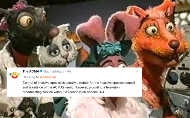 The Government Has Finally Addressed The Criminal Actions Of The Ferals ...